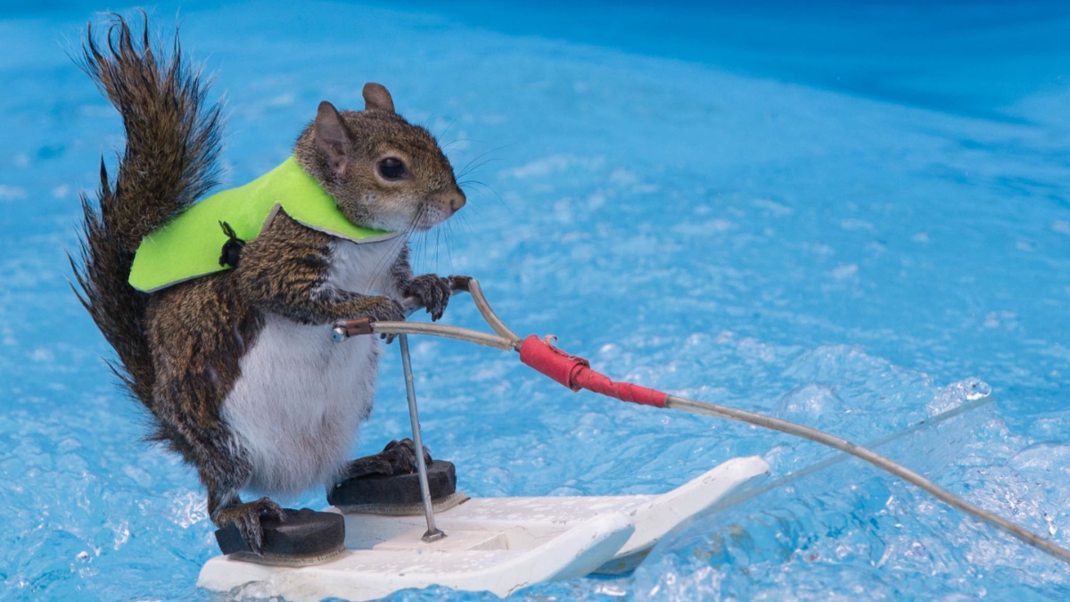 Water-Skiing Squirrel Twiggy Is the Main Event at Carolina Classic Fair ...