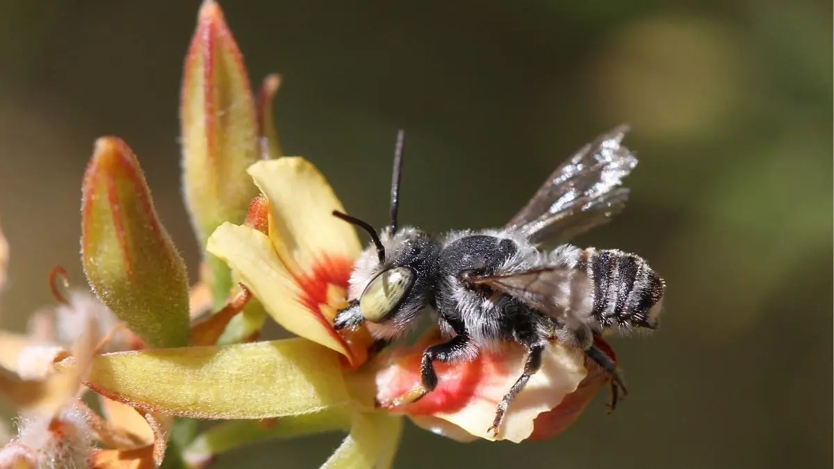 Netflix’s Lucifer Inspires the Name of Australian Bee for This Reason ...