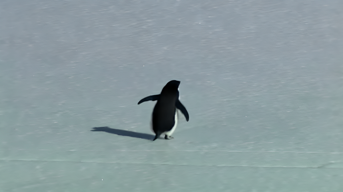 'Nihilist Penguin' Taking Over the Internet, Here's Why - Mandatory