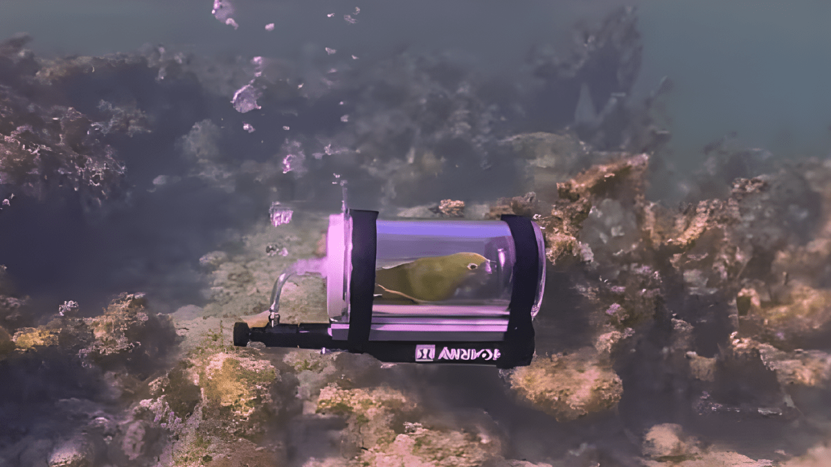 Bebe the Parrot Goes Viral for Exploring Bahamas in Custom Built Submarine