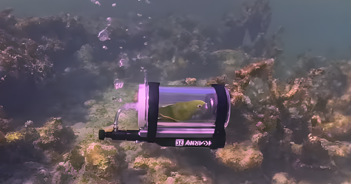 Bebe The Parrot Goes Viral For Exploring Bahamas In Custom Built Submarine