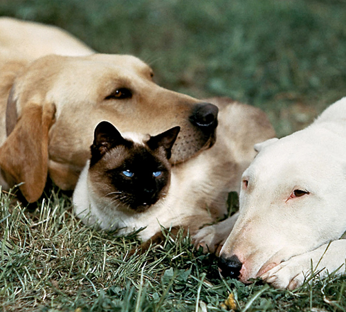 Exclusive | Watch an Early Animatic from Disney's 'The Jungle Book ...